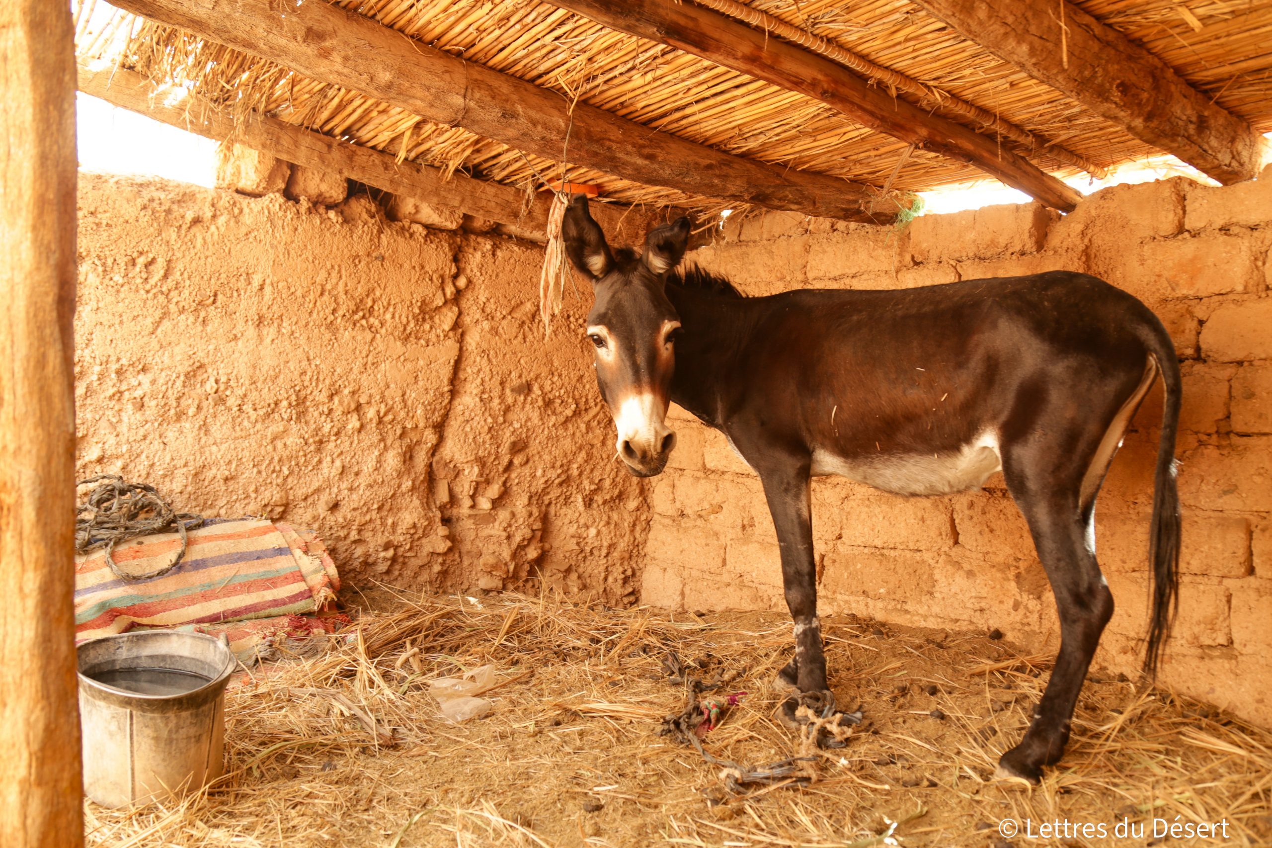 Des abris pour les ânes - Lettre du desert